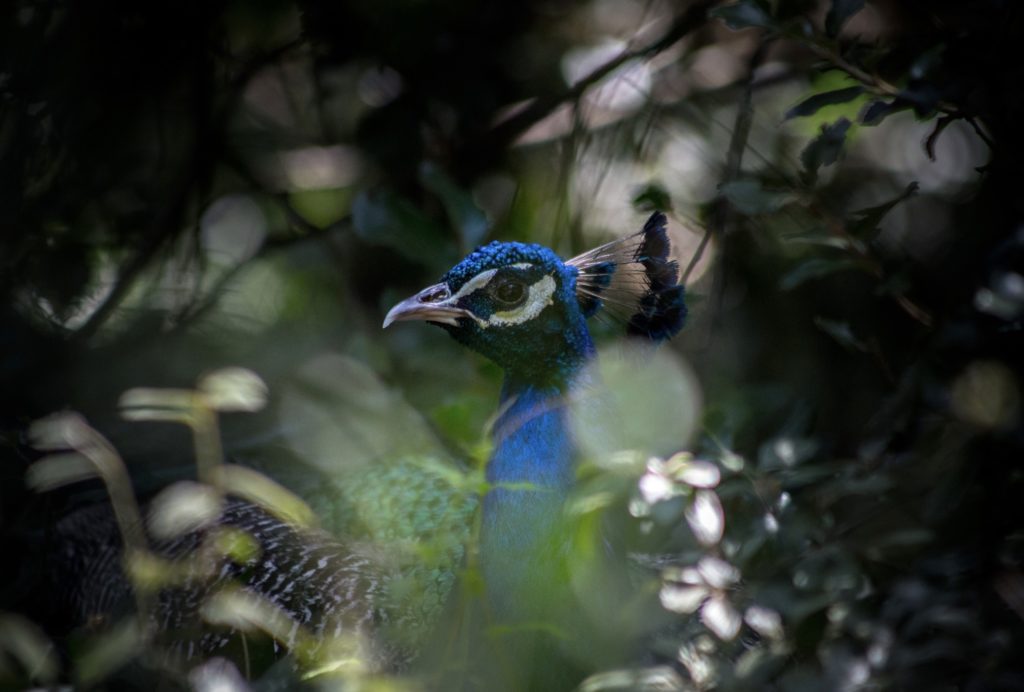 Vignetting in Photography - What it is and What Causes it?